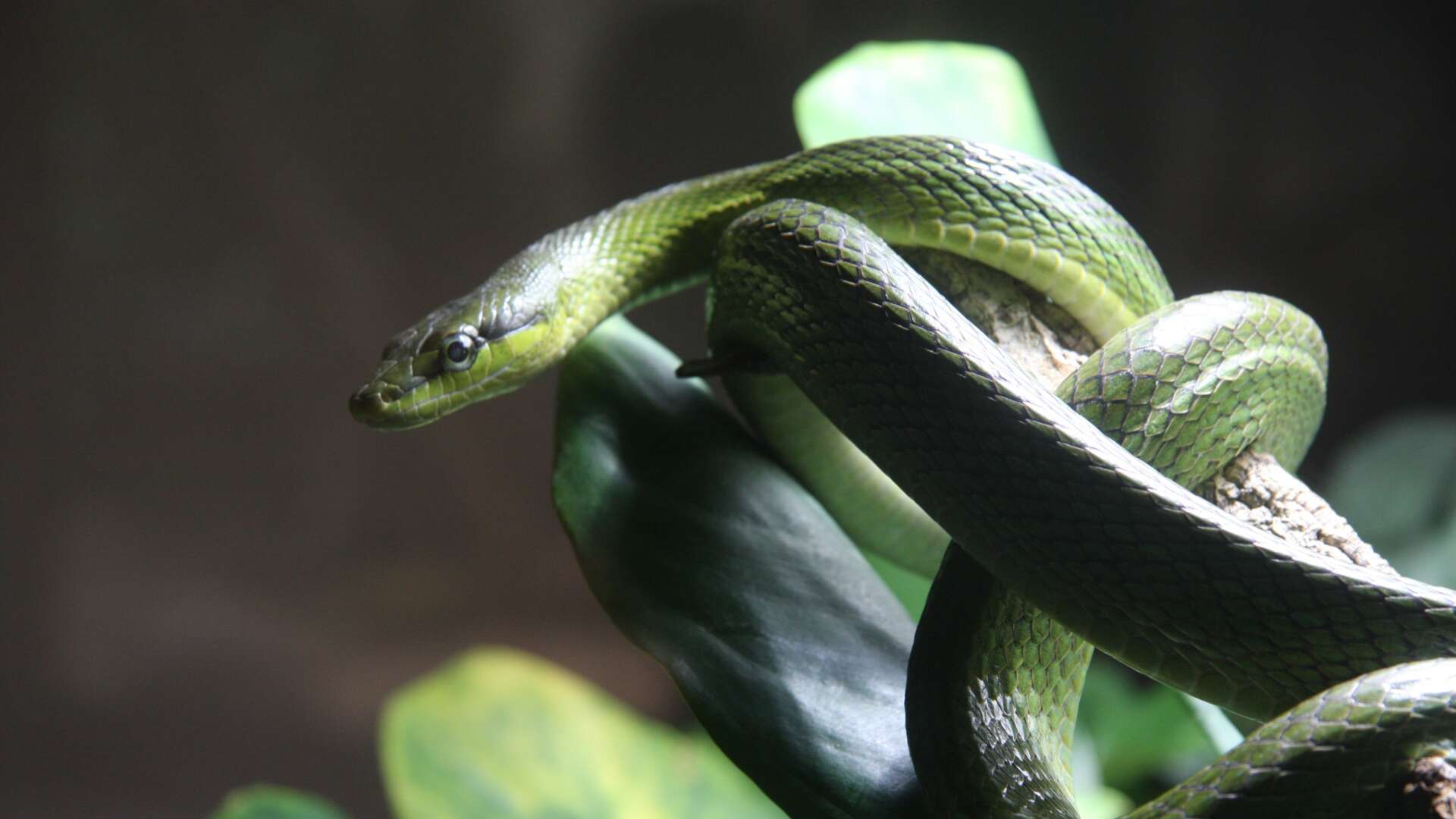 The Basics - Christianity